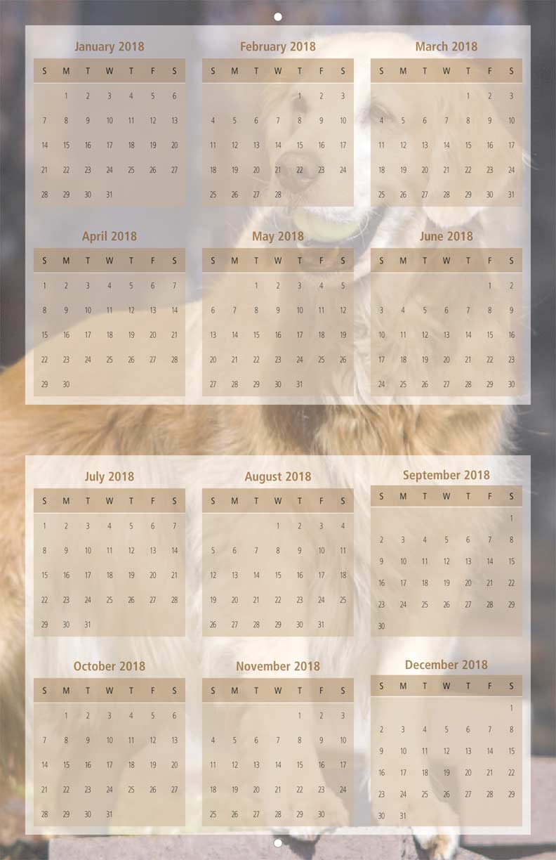 Homeward Bound Golden Retriever Rescue 2017 Calendar Fundraising