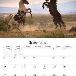 American Wild Horse Campaign 2018 Calendar - Yearbox Calendars