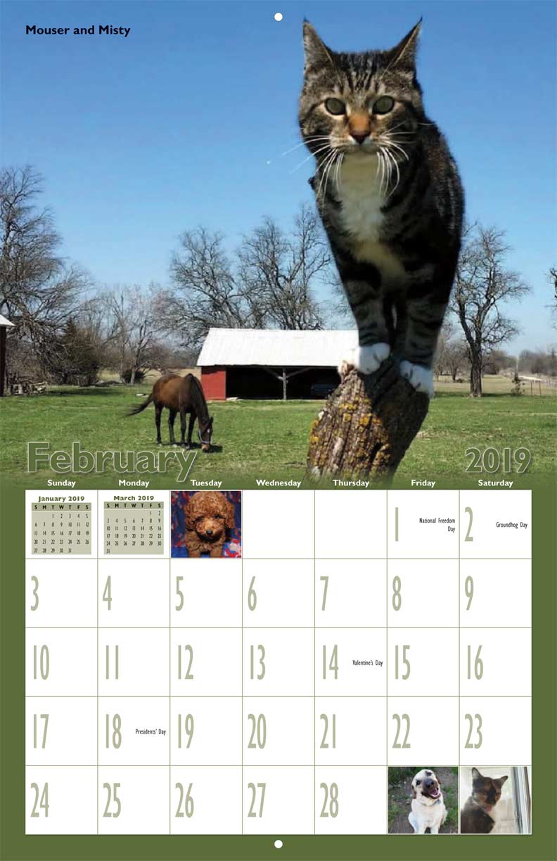 Castaways Animal Shelter 2019 Calendar Fundraising