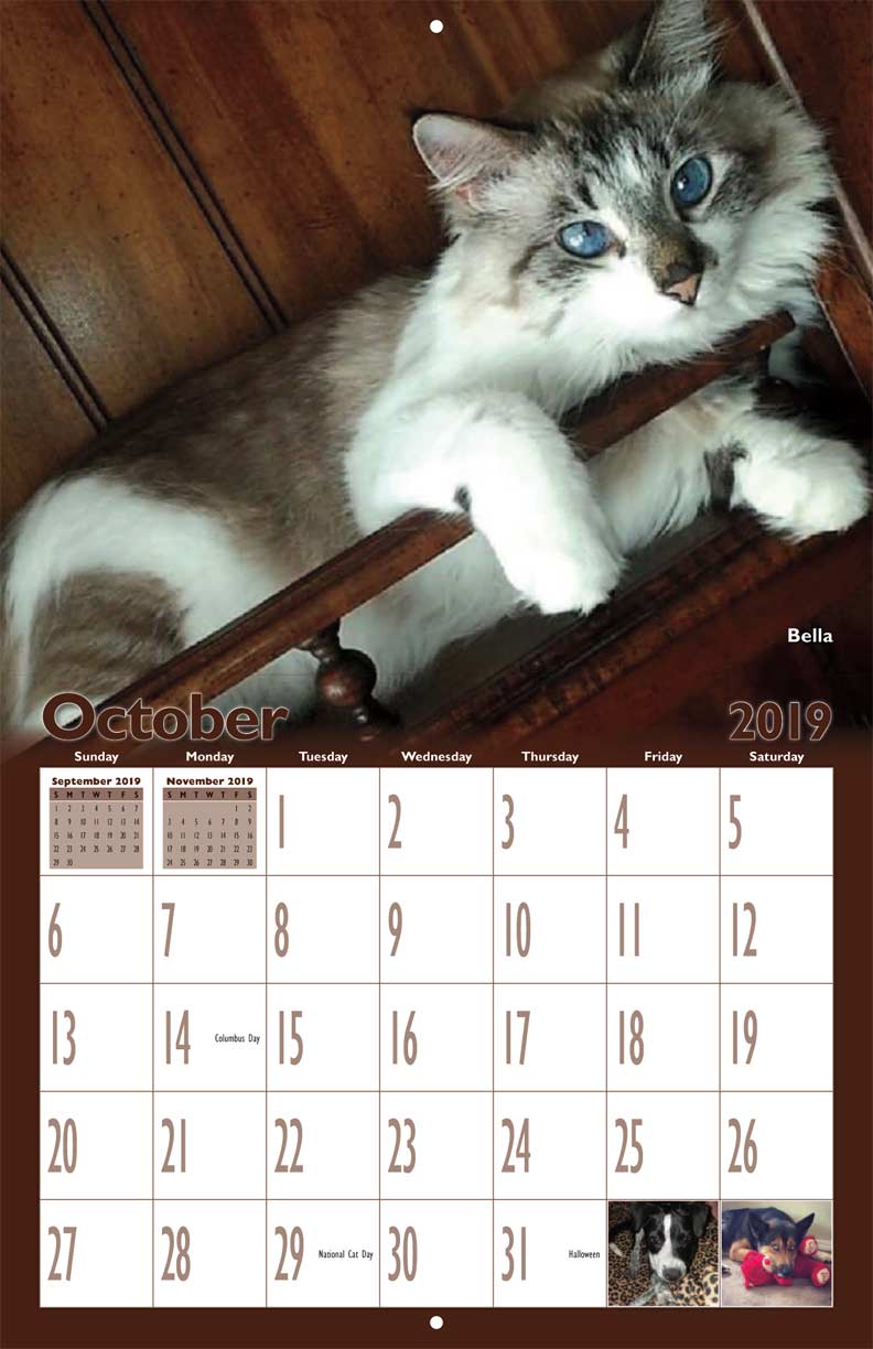 Castaways Animal Shelter 2019 Calendar Fundraising