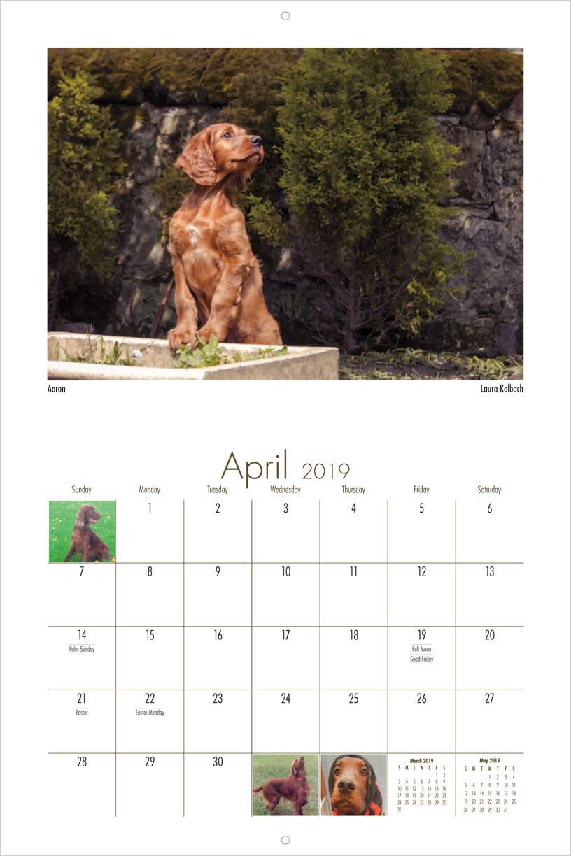 Irish Setter Lovers 2019 Calendar Fundraising
