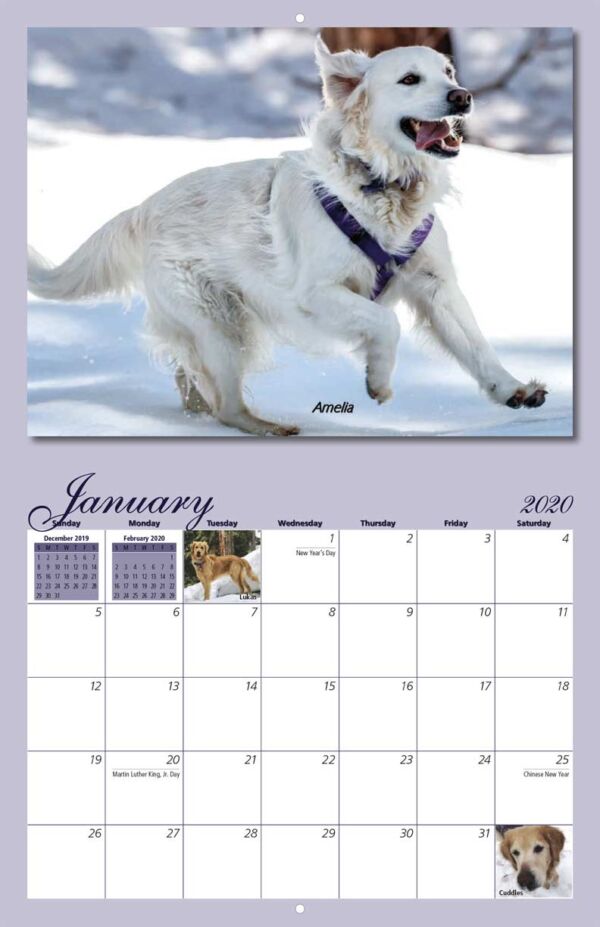 Homeward Bound Golden Retriever Rescue 2020 Calendar Fundraising