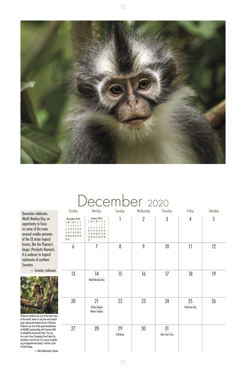 GLOBIO Apes Like Us 2020 Calendar Fundraising