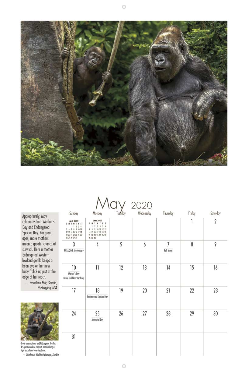 GLOBIO Apes Like Us 2020 Calendar Fundraising