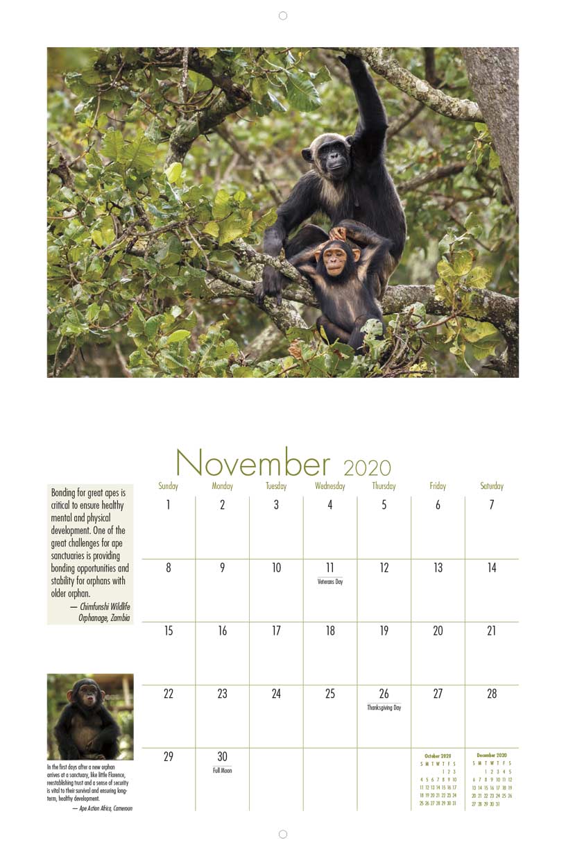 GLOBIO Apes Like Us 2020 Calendar Fundraising