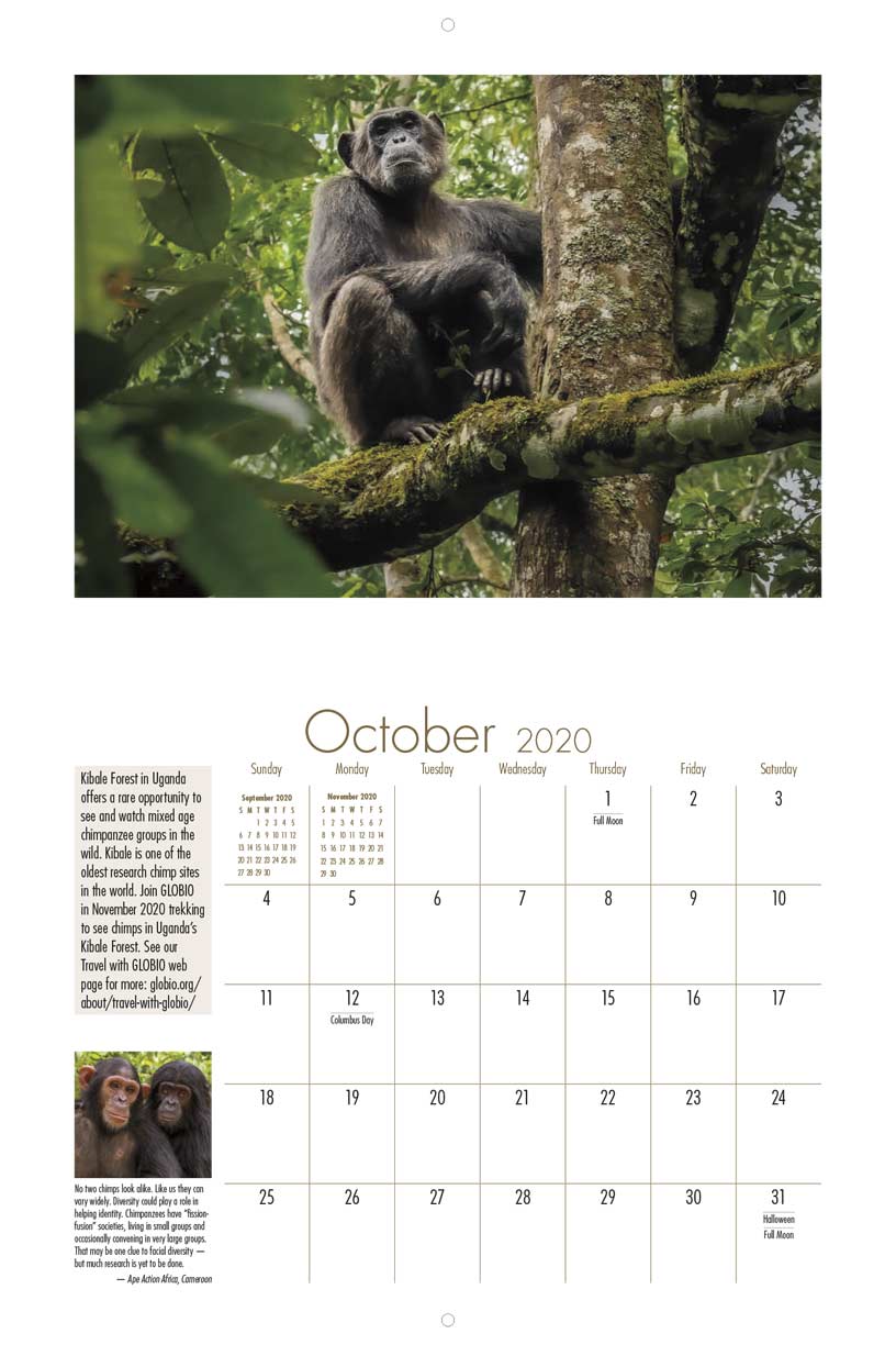 GLOBIO Apes Like Us 2020 Calendar Fundraising
