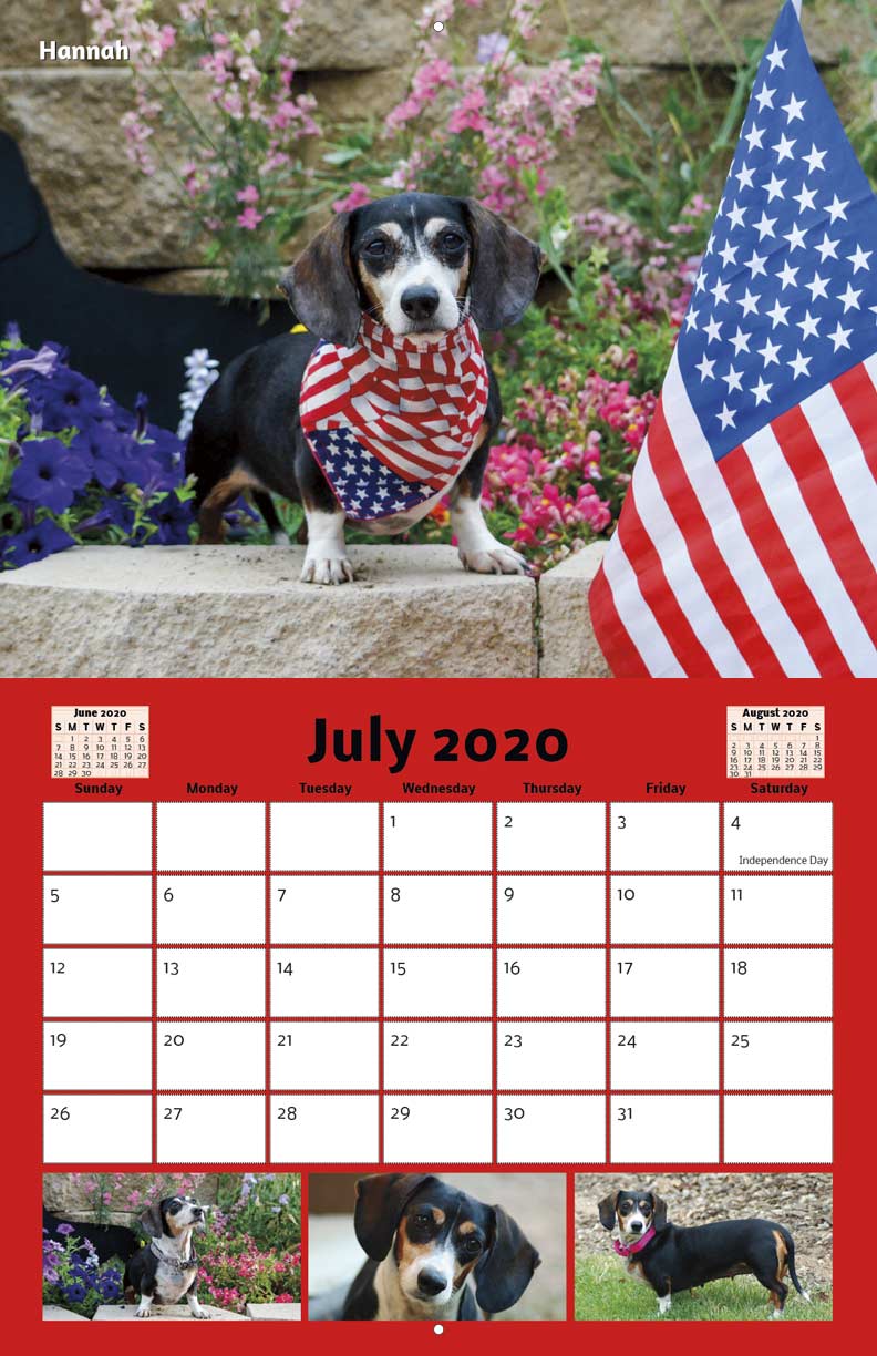 Dachshund Paws and Pals Rescue 2020 Calendar Fundraising