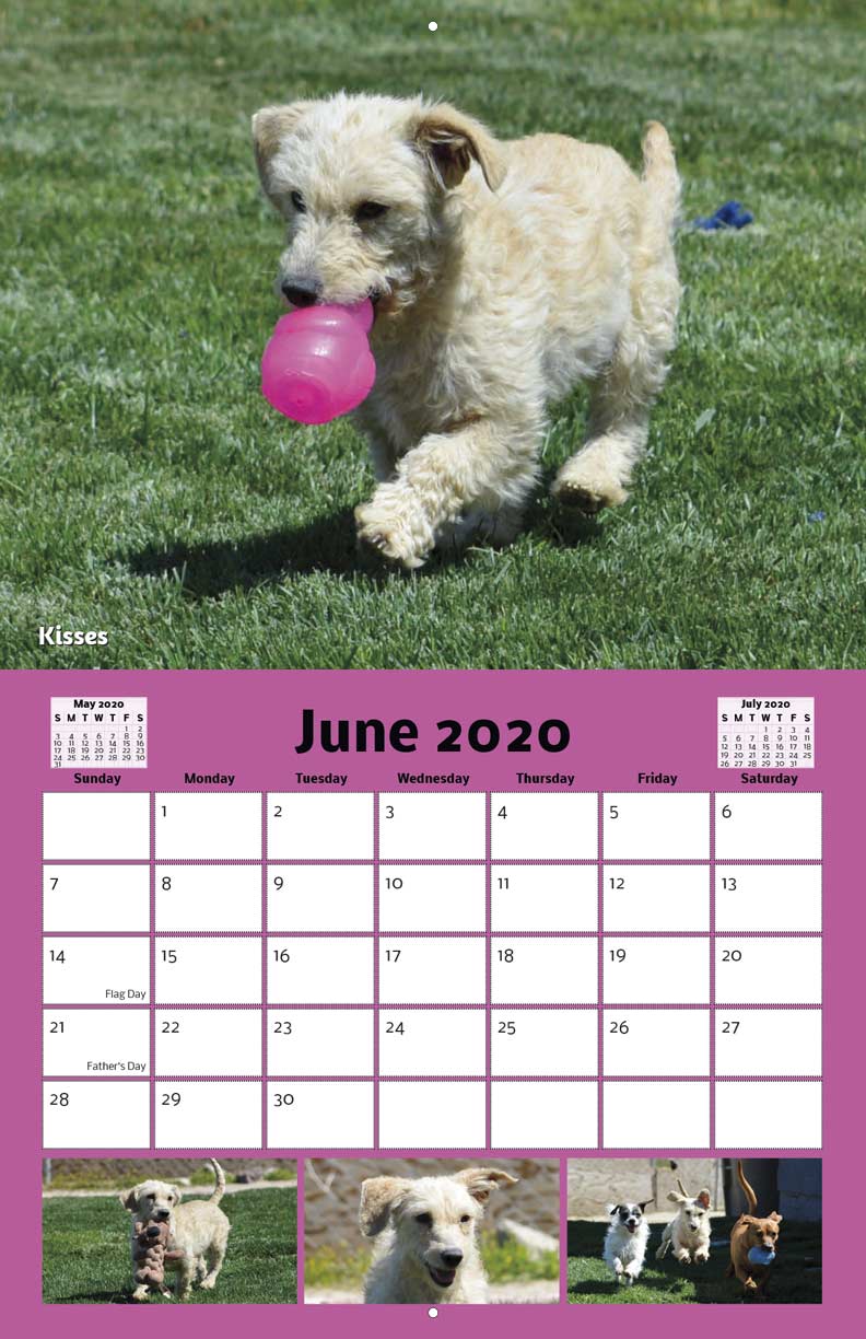 Dachshund Paws and Pals Rescue 2020 Calendar Fundraising