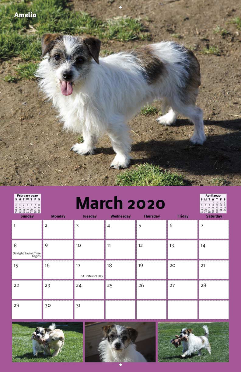 Dachshund Paws and Pals Rescue 2020 Calendar Fundraising