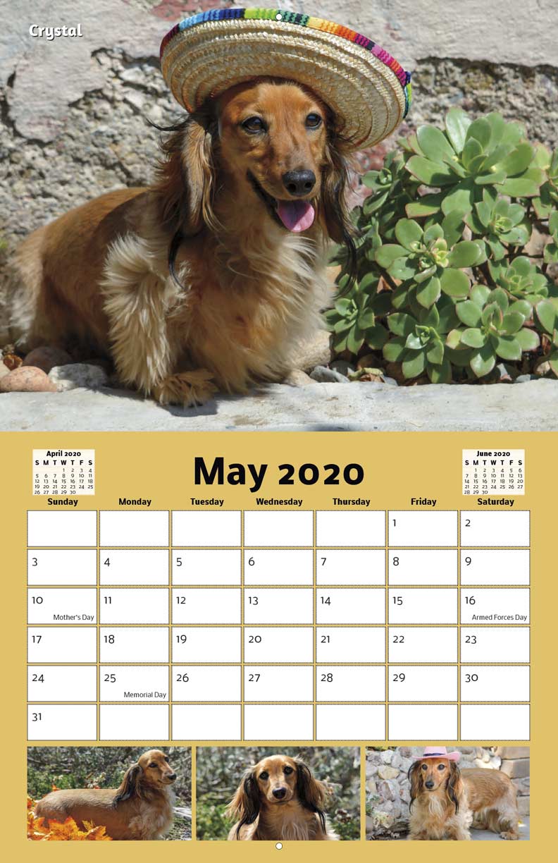 Dachshund Paws and Pals Rescue 2020 Calendar Fundraising