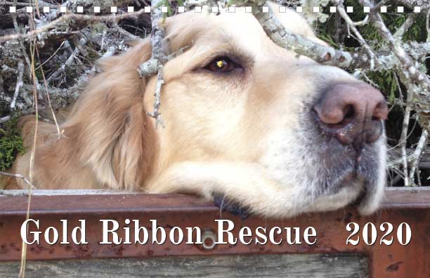 Gold Ribbon Rescue 2020 Calendar Fundraising