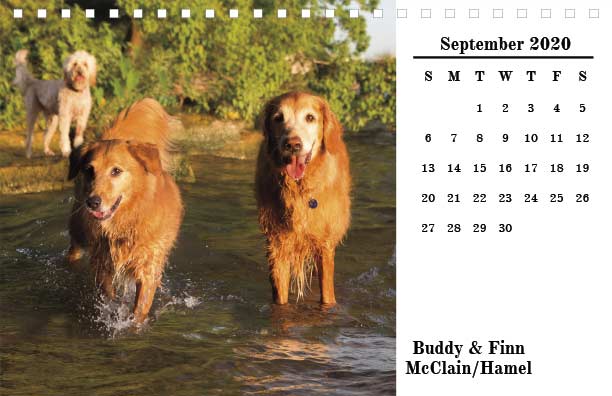 Gold Ribbon Rescue 2020 Calendar Fundraising