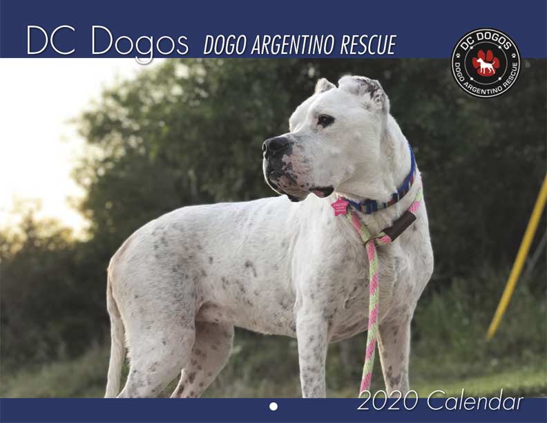 DC Dogos 2020 Calendar Fundraising