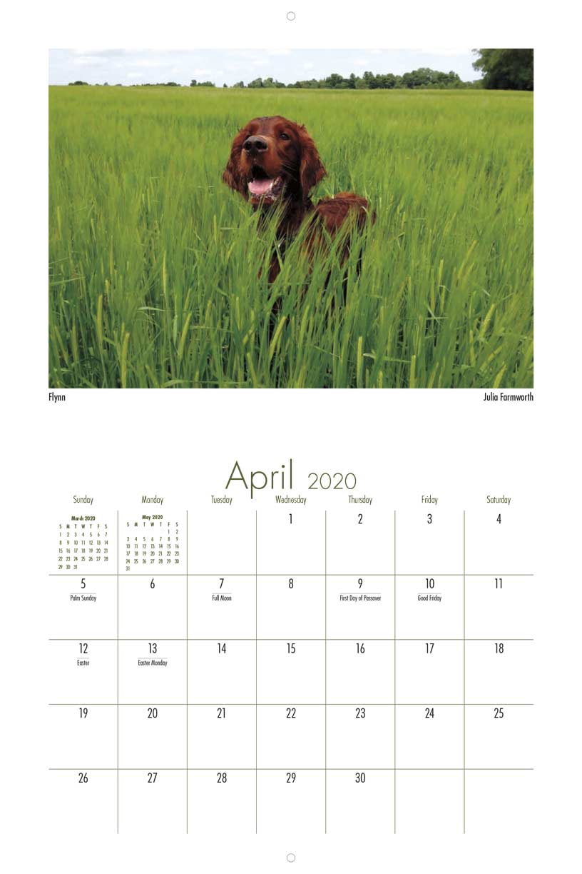 Irish Setter Lovers 2020 Calendar Fundraising