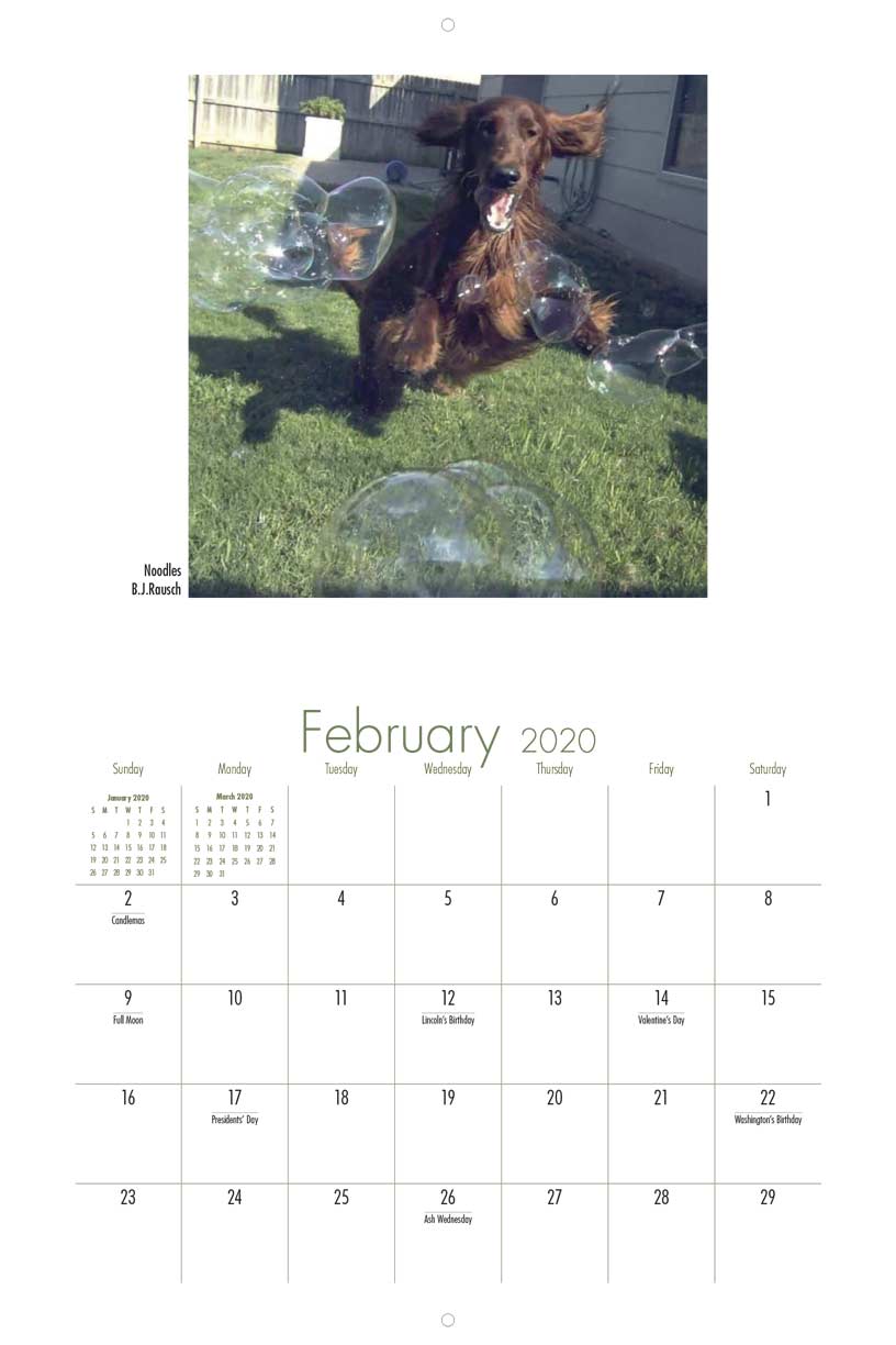 Irish Setter Lovers 2020 Calendar Fundraising