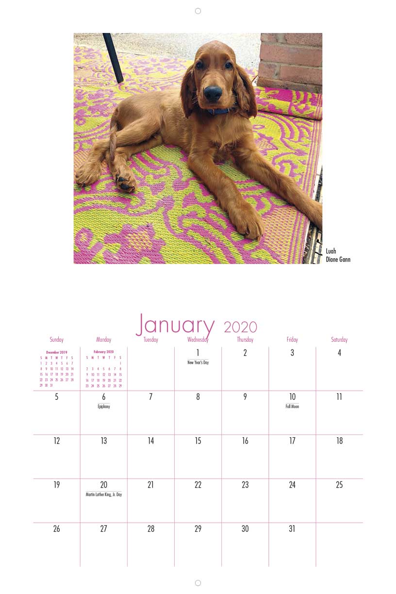 Irish Setter Lovers 2020 Calendar Fundraising