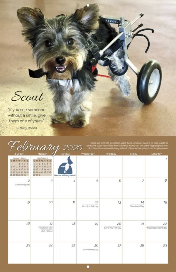 National Mill Dog Rescue 2020 Calendar Fundraising