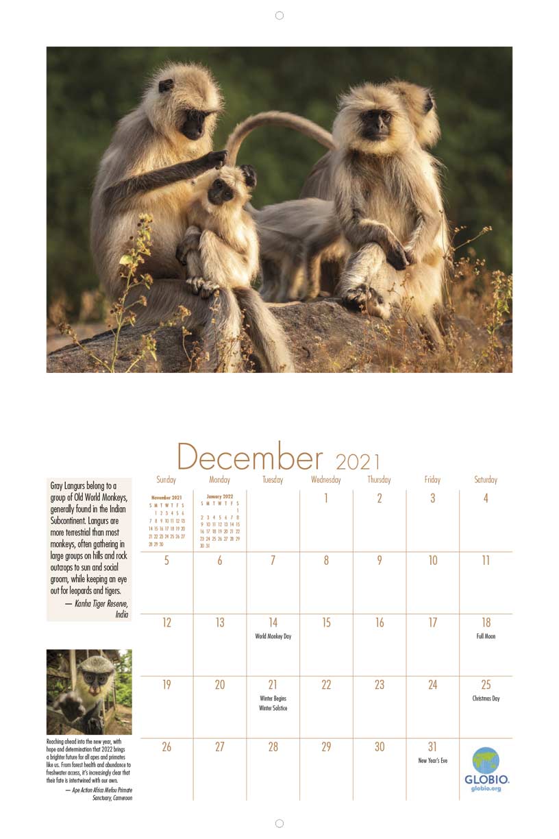 GLOBIO Apes Like Us 2021 Calendar Fundraising