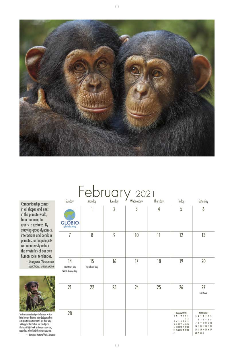 GLOBIO Apes Like Us 2021 Calendar Fundraising