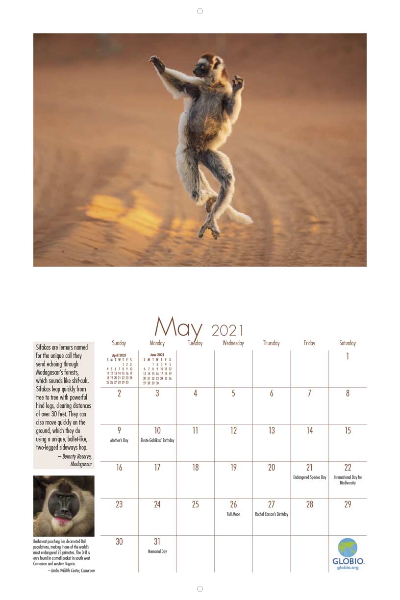 GLOBIO Apes Like Us 2021 Calendar Fundraising
