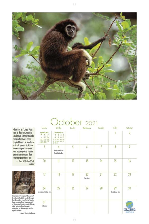 GLOBIO Apes Like Us 2021 Calendar Fundraising