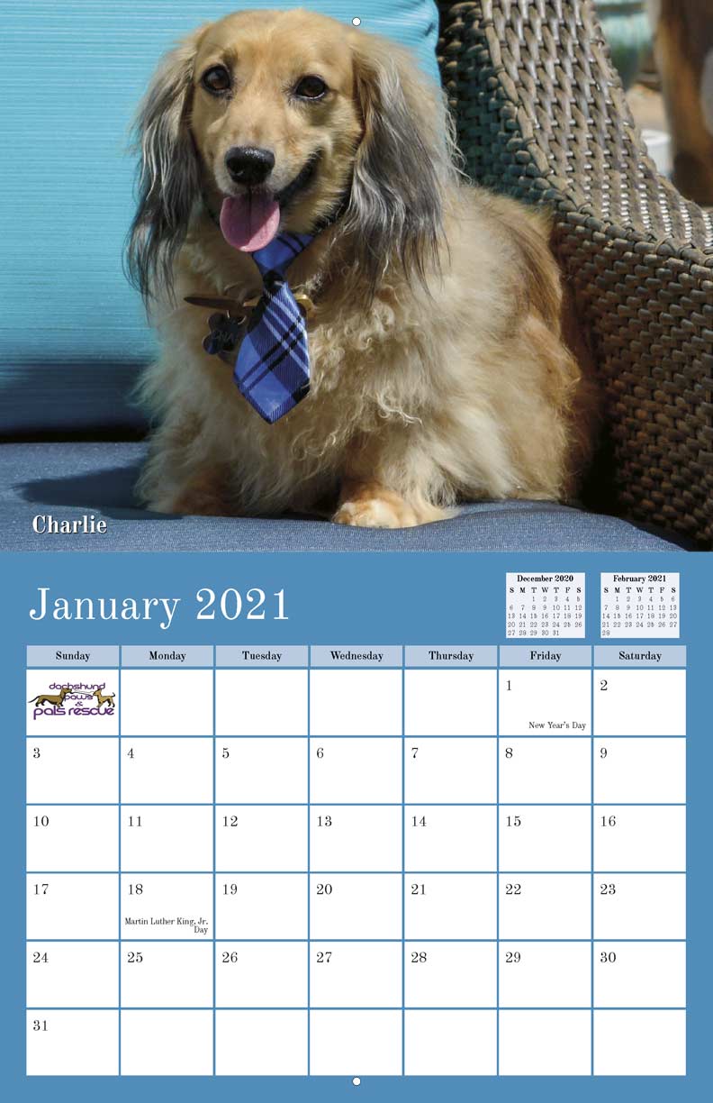 Dachshund Paws and Pals Rescue 2021 Calendar Fundraising