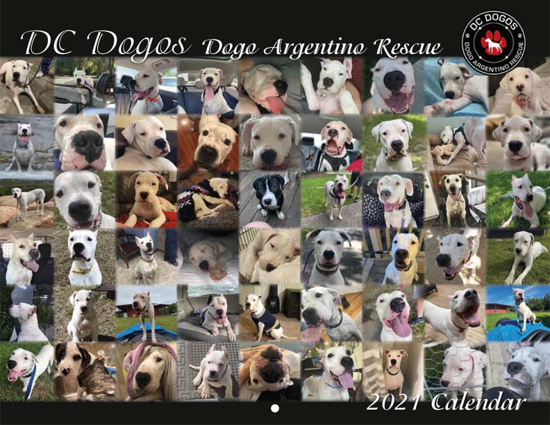 DC Dogos 2021 Calendar Fundraising