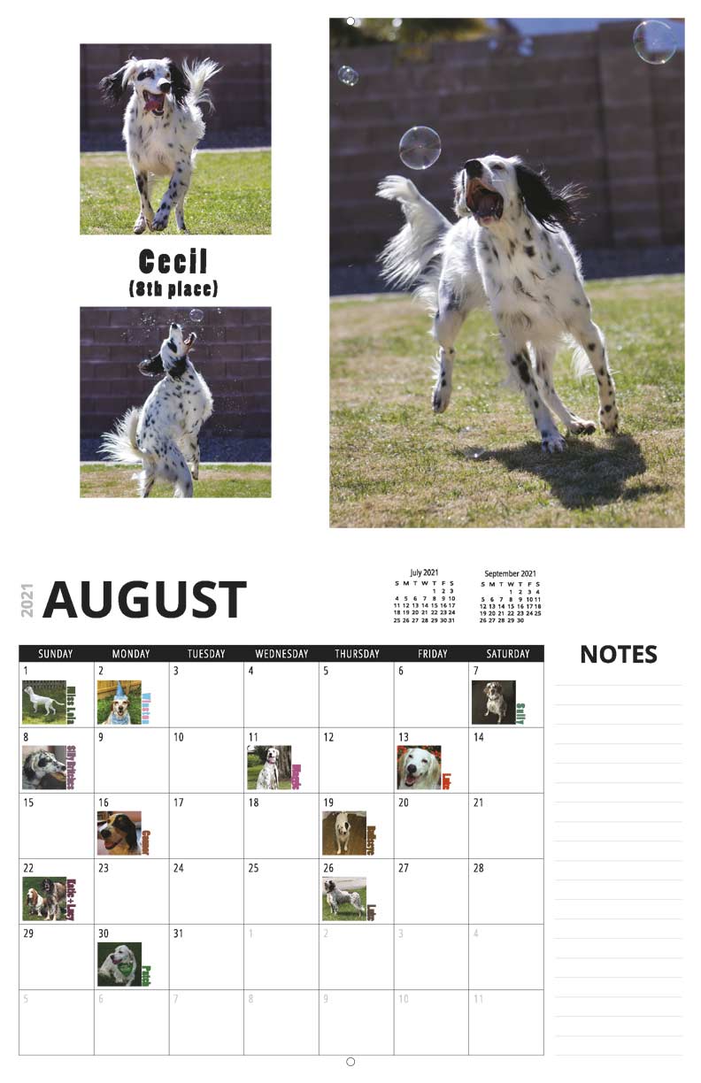 Our English Setter Rescue 2020 Calendar Fundraising