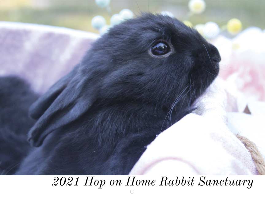 Rabbit Rescue 2021 Calendar Fundraising