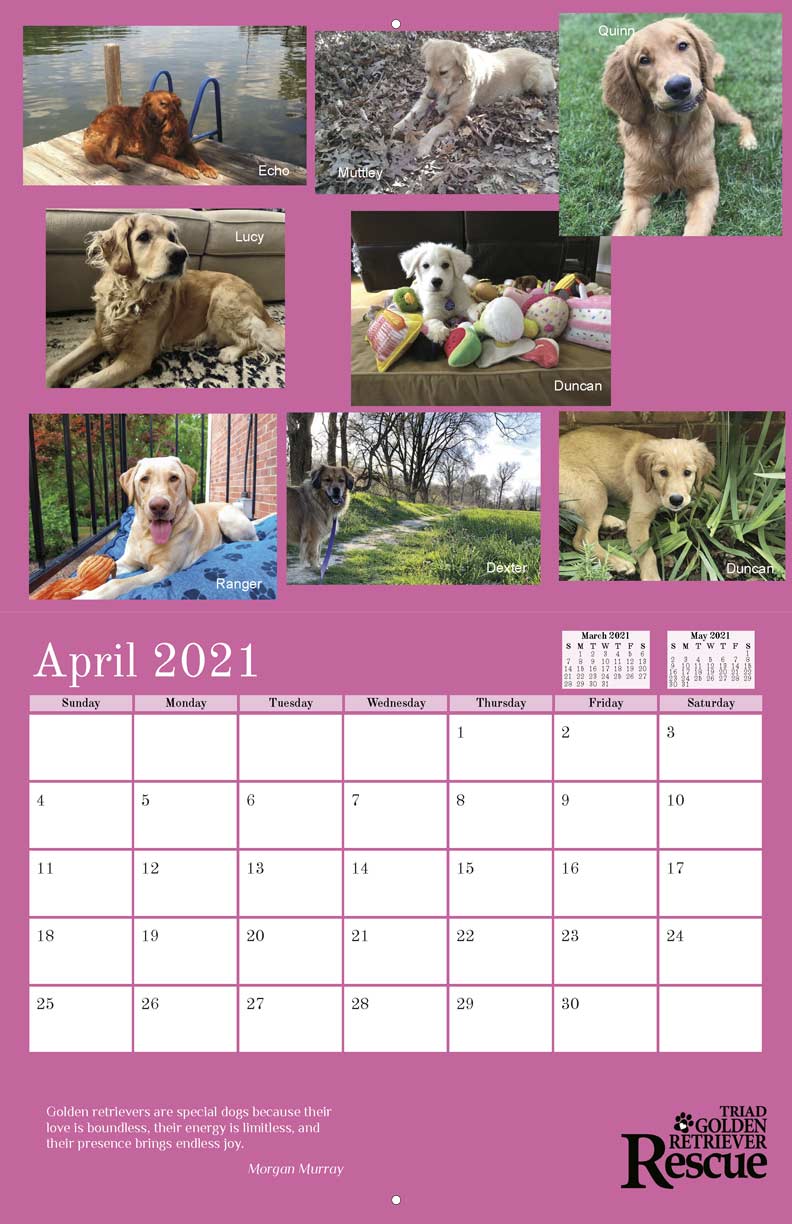 Triad Golden Retriever Rescue 2021 Calendar Fundraising