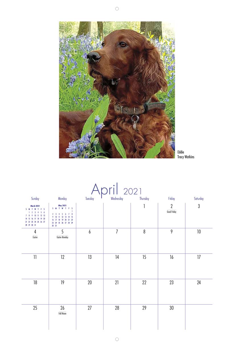 Irish Setter Lovers 2021 Calendar Fundraising