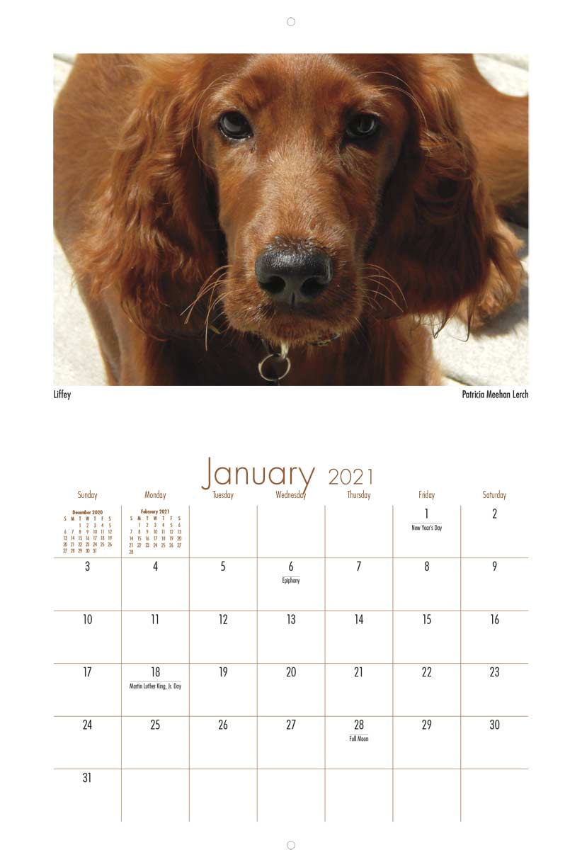 Irish Setter Lovers 2021 Calendar Fundraising