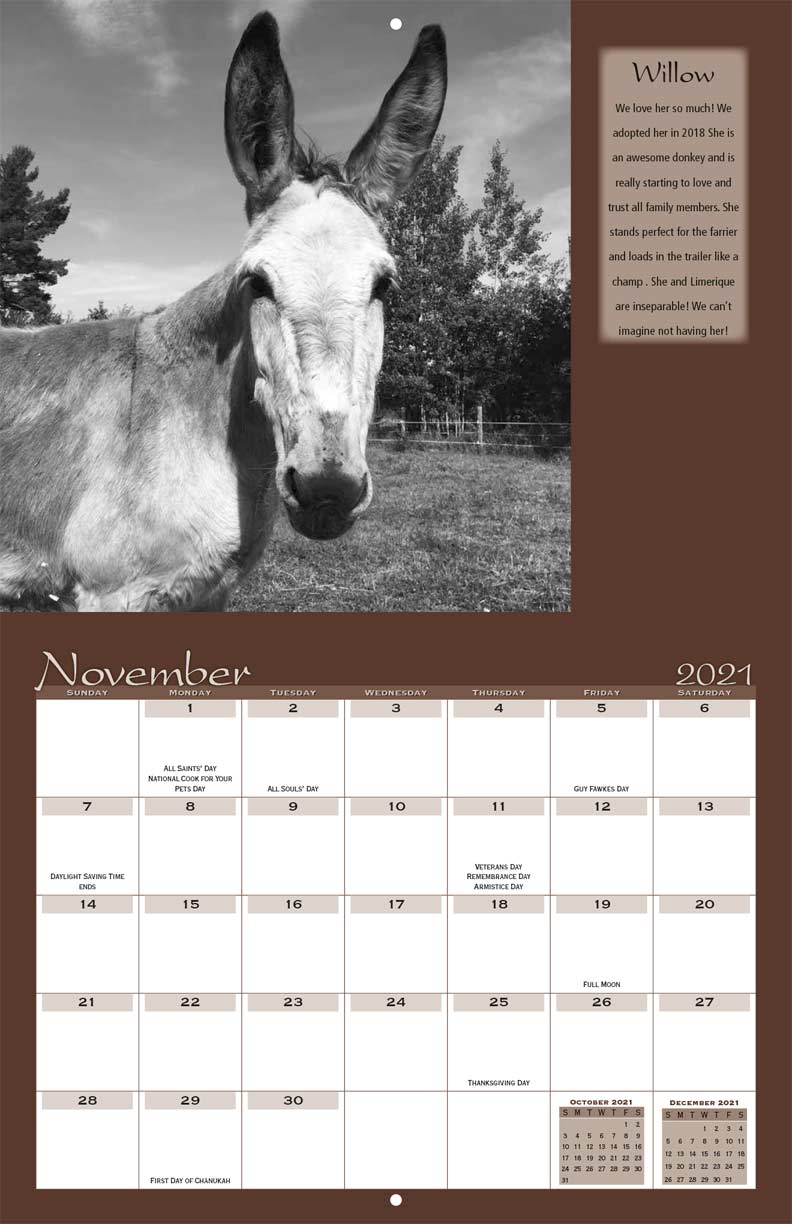 Save the Brays Donkey Rescue 2021 Calendar Fundraising