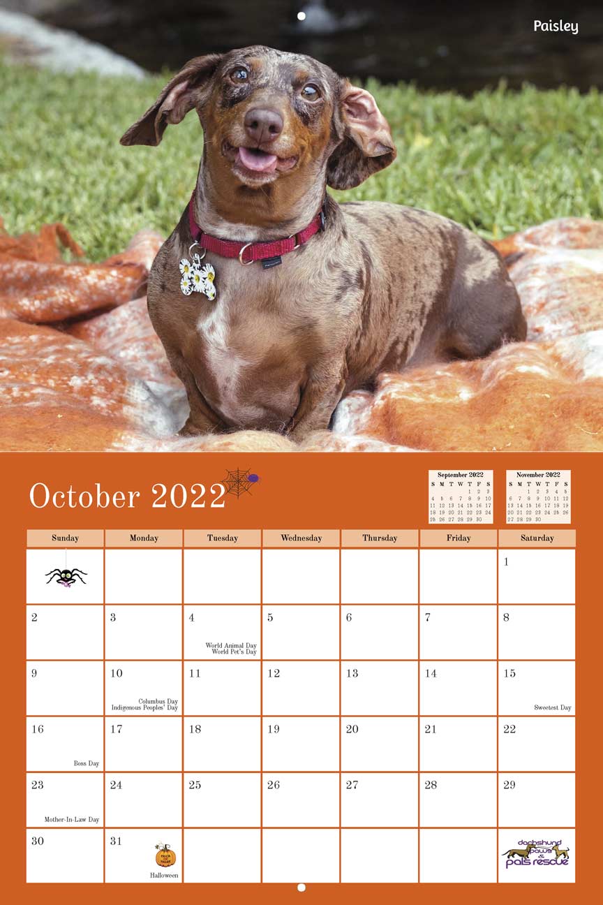 Dachshund Paws and Pals Rescue 2022 Calendar Fundraising