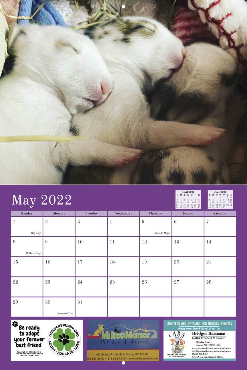 Rabbit Rescue 2022 Calendar Fundraising