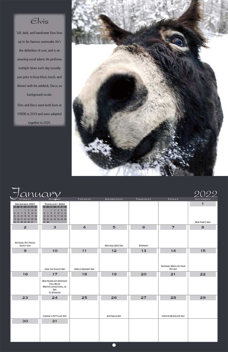 Save the Brays Donkey Rescue 2022 Calendar Fundraising