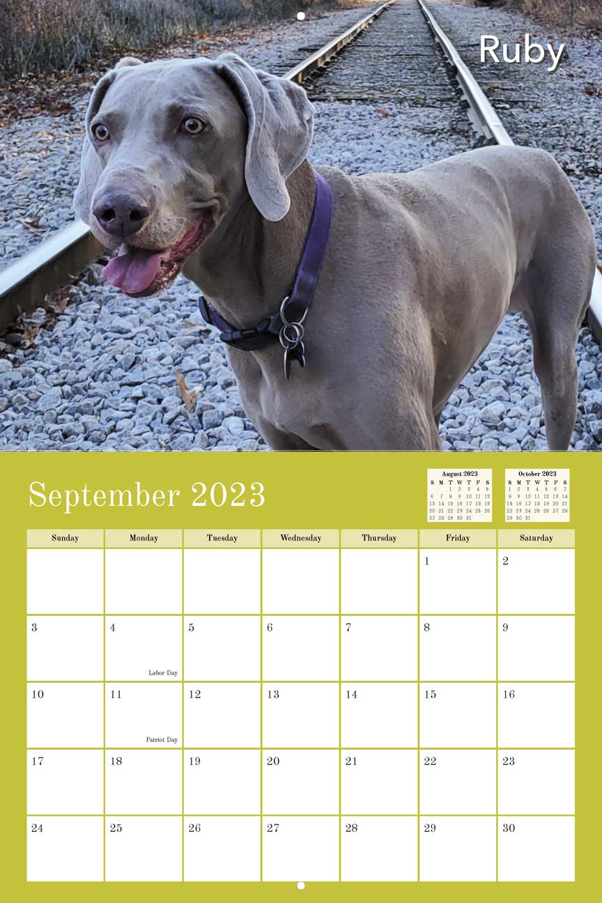 Mile High Weimaraner Rescue 2023 Calendar Fundraising