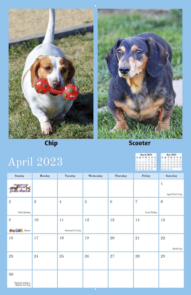 Dachshund Paws and Pals Rescue 2023 Calendar Fundraising