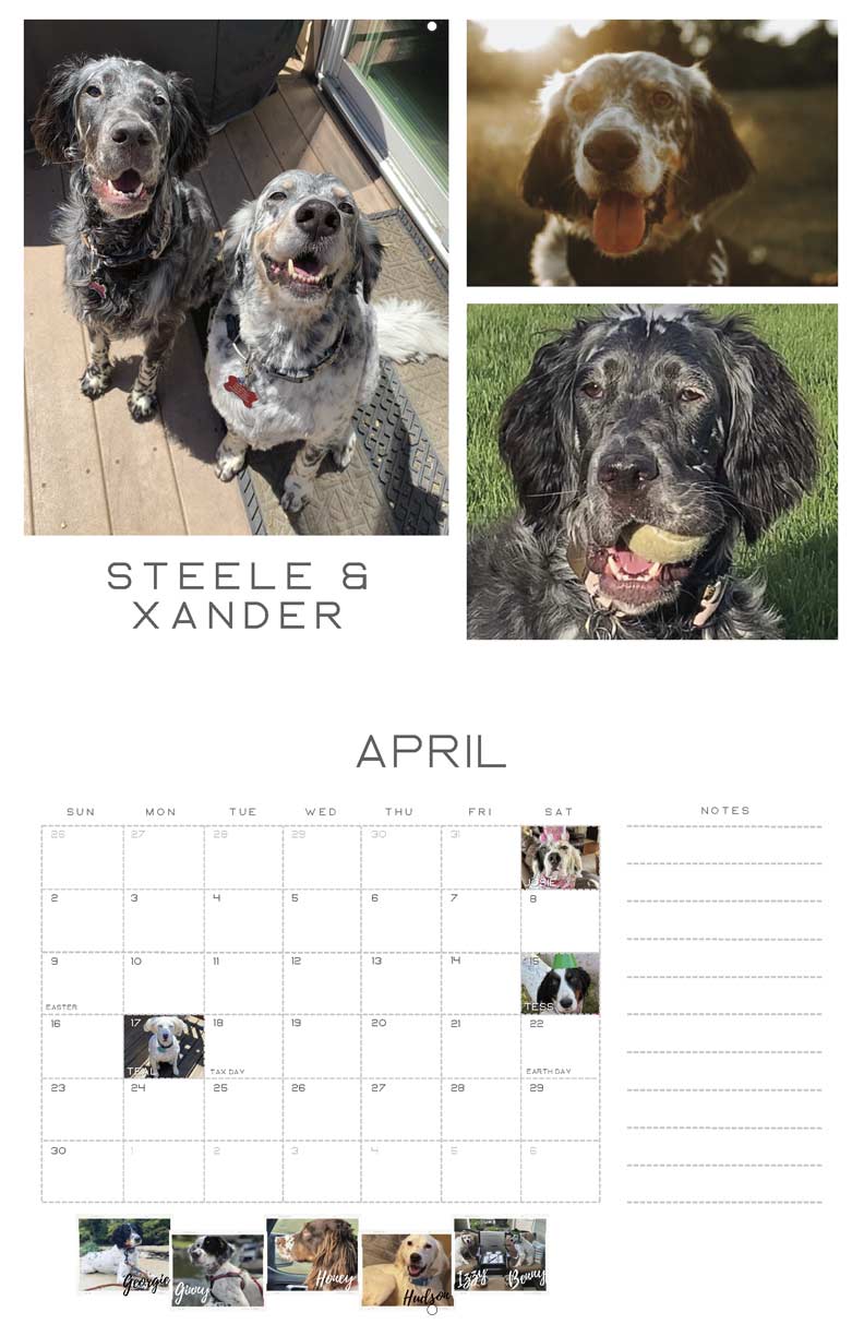 Our English Setter Rescue 2023 Calendar Fundraising