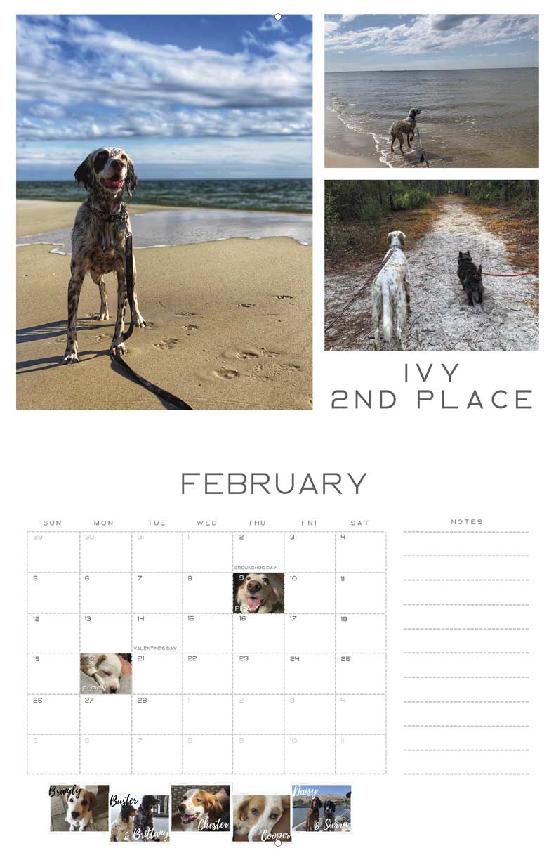 Our English Setter Rescue 2023 Calendar Fundraising
