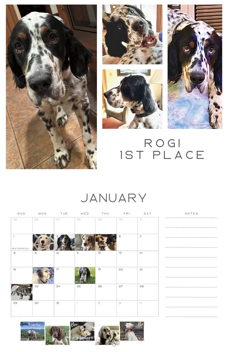 Our English Setter Rescue 2023 Calendar Fundraising