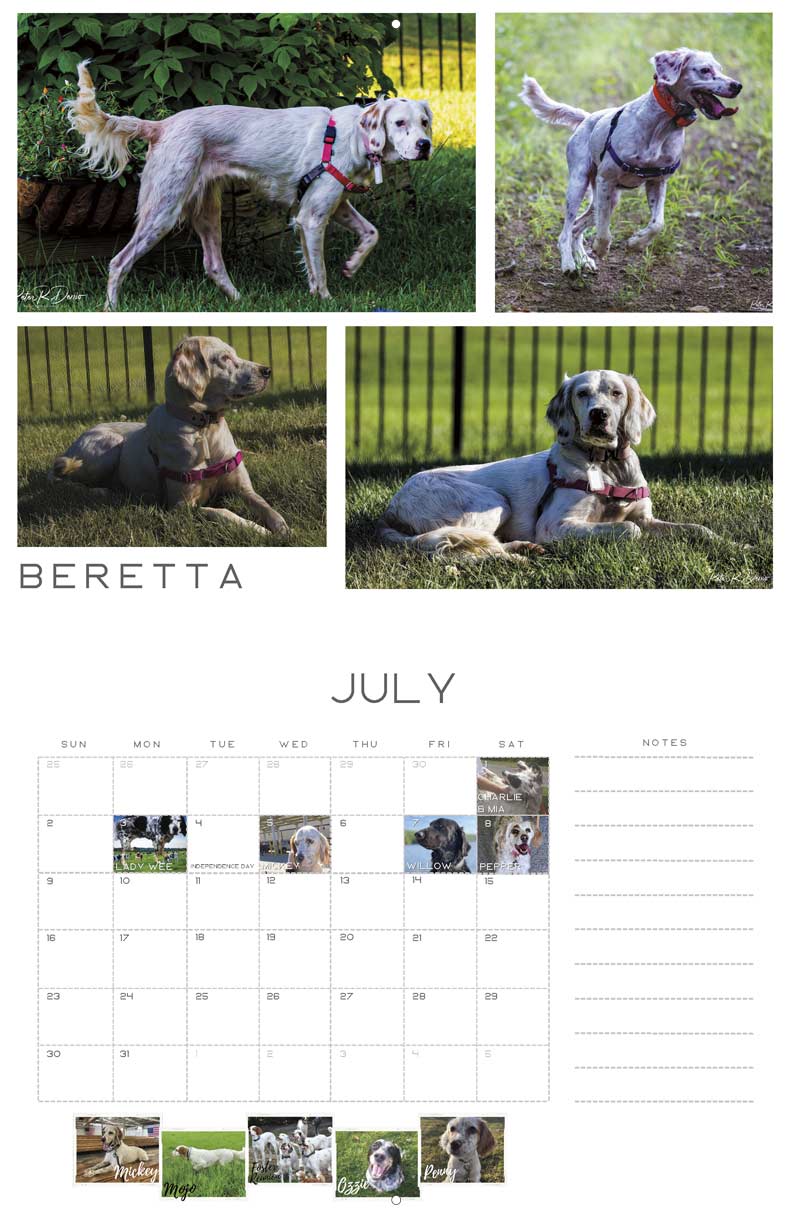 Our English Setter Rescue 2023 Calendar Fundraising