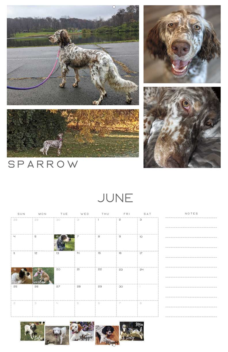 Our English Setter Rescue 2023 Calendar Fundraising