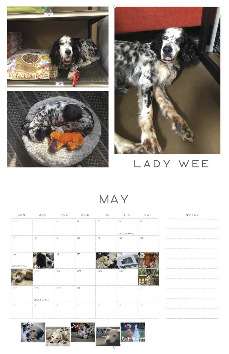 Our English Setter Rescue 2023 Calendar Fundraising