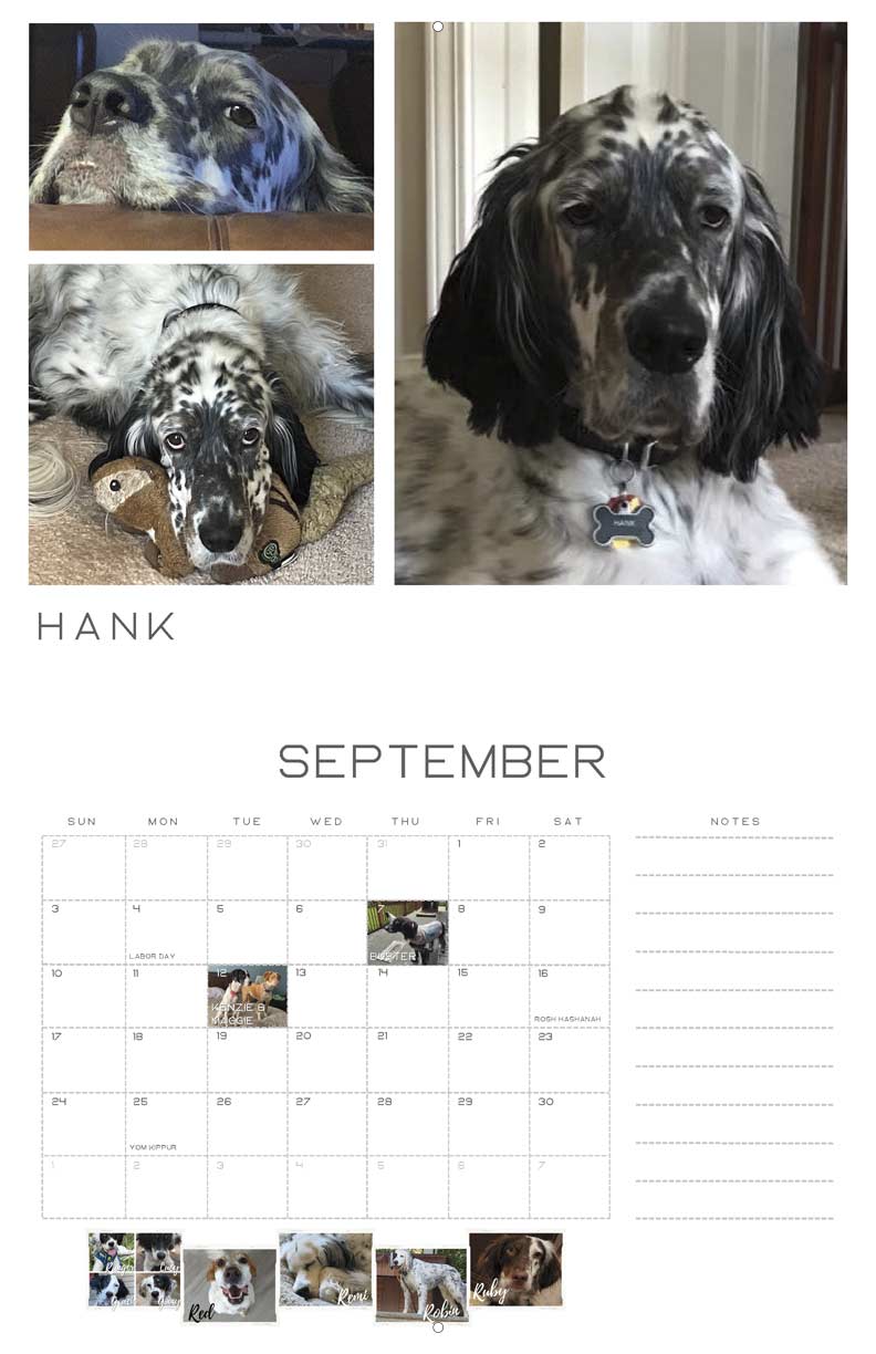 Our English Setter Rescue 2023 Calendar Fundraising