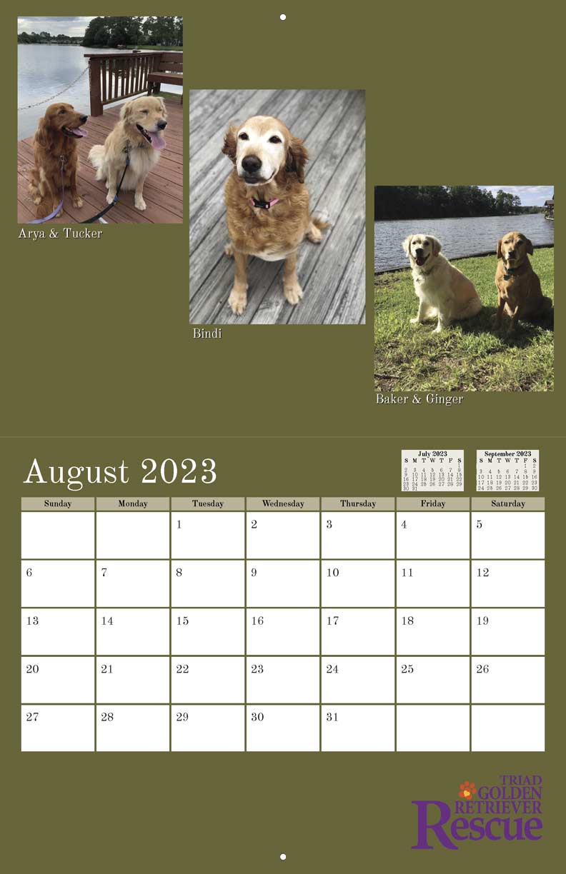 Triad Golden Retriever Rescue 2023 Calendar Fundraising