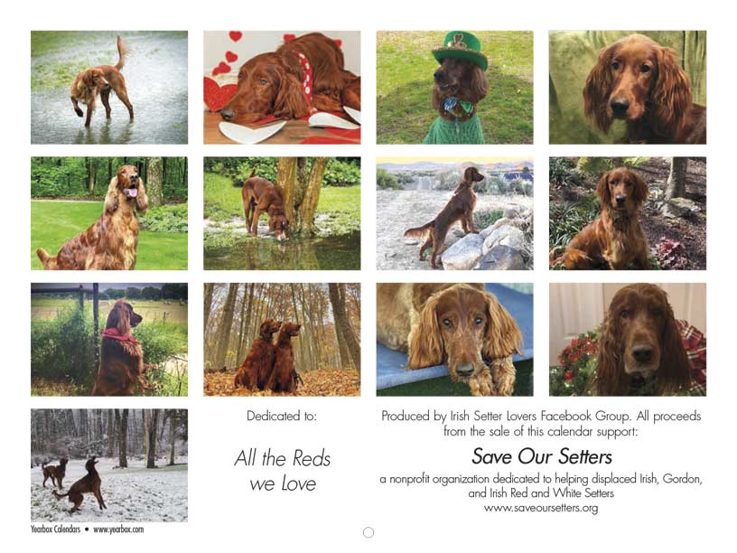 Irish Setter Lovers 2023 Calendar Fundraising