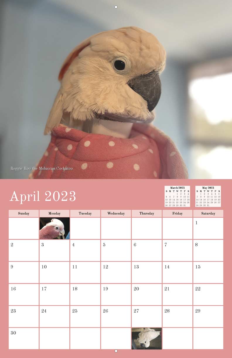 Seminole County Parrot Rescue 2023 Calendar Fundraising