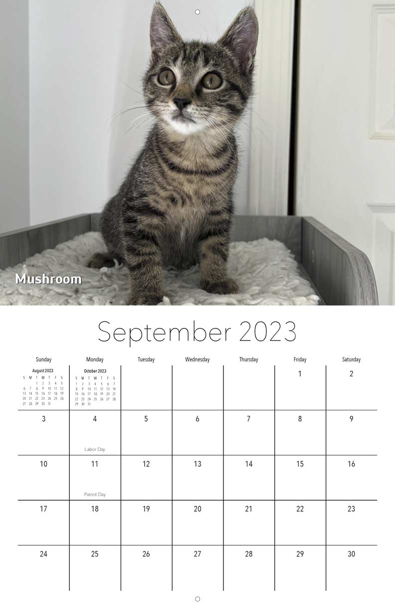 Miss Dixie's Kitten Rescue 2023 Calendar Fundraising