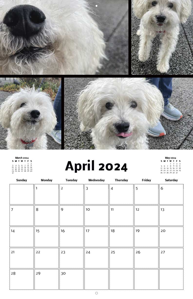 Largent the Adventure Dog 2024 Calendar - Yearbox Calendars